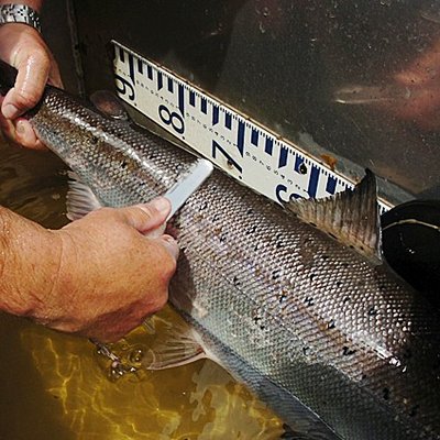 Searching for Clues in Salmon Scales - Gulf of Maine Research Institute
