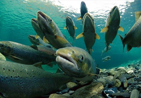 Atlantic salmon in a changing Northwest Atlantic ecosystem - Gulf of ...