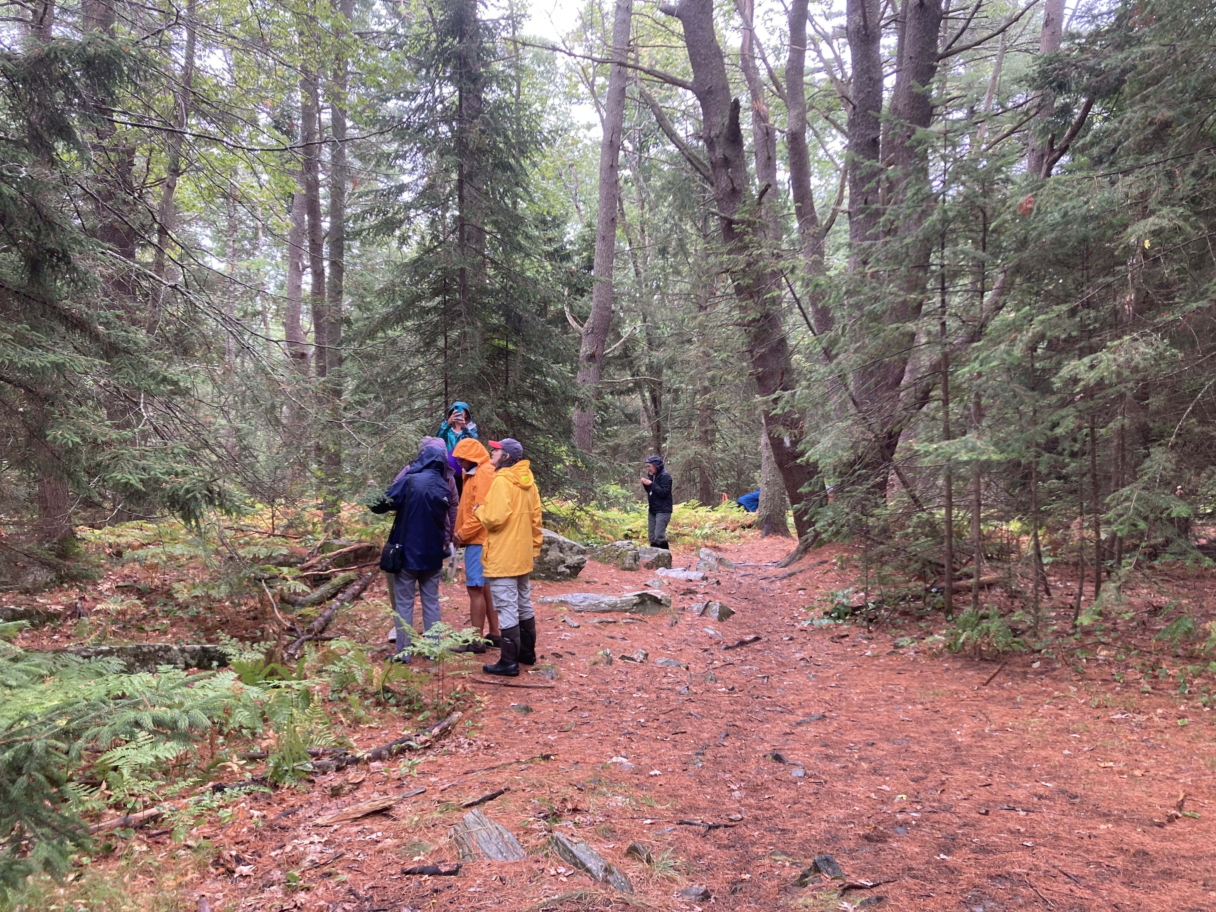 Fall Learning Theme: Into the Woods - Gulf of Maine Research Institute