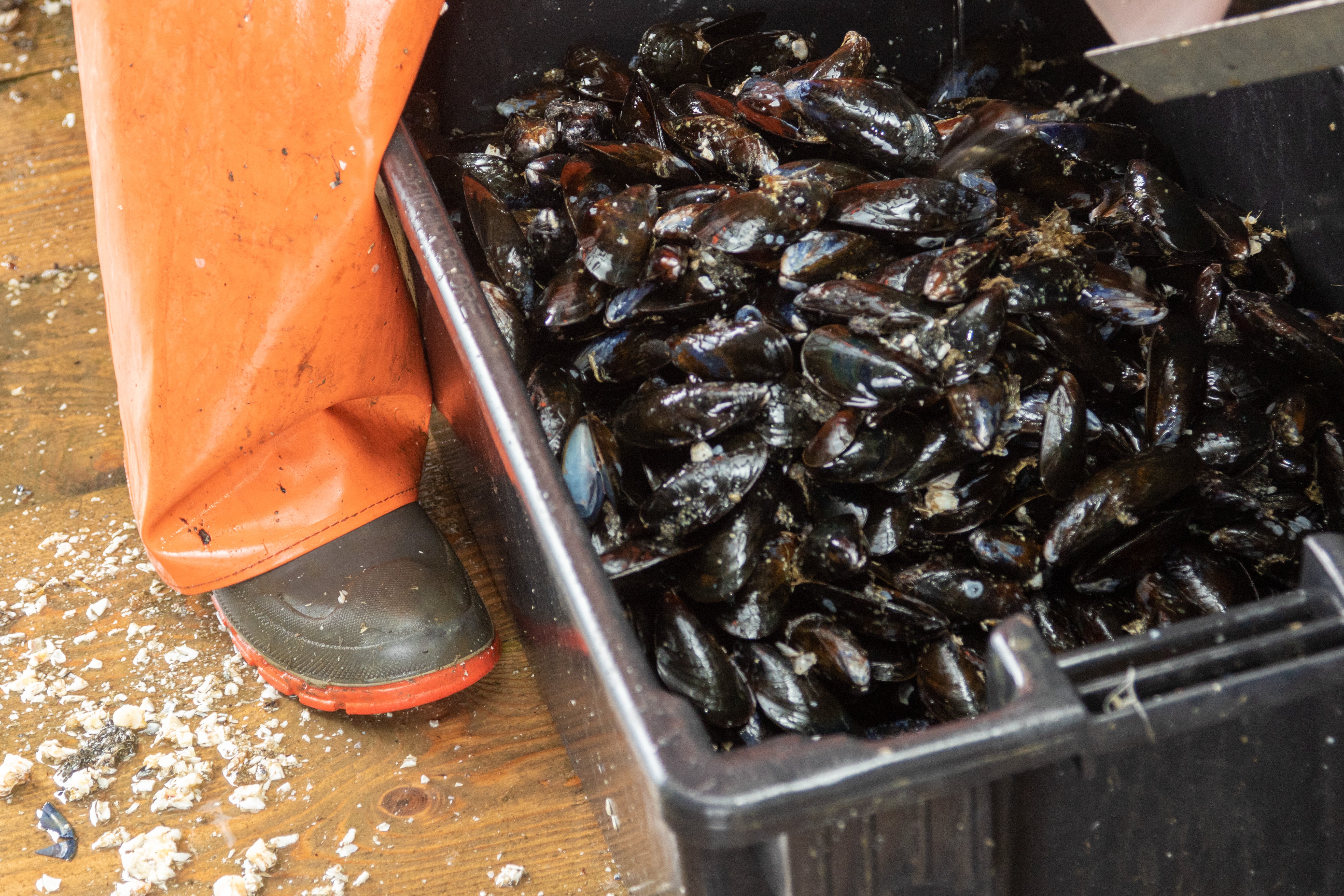 Maine Aquaculture Workforce Development Strategy - Gulf of Maine ...