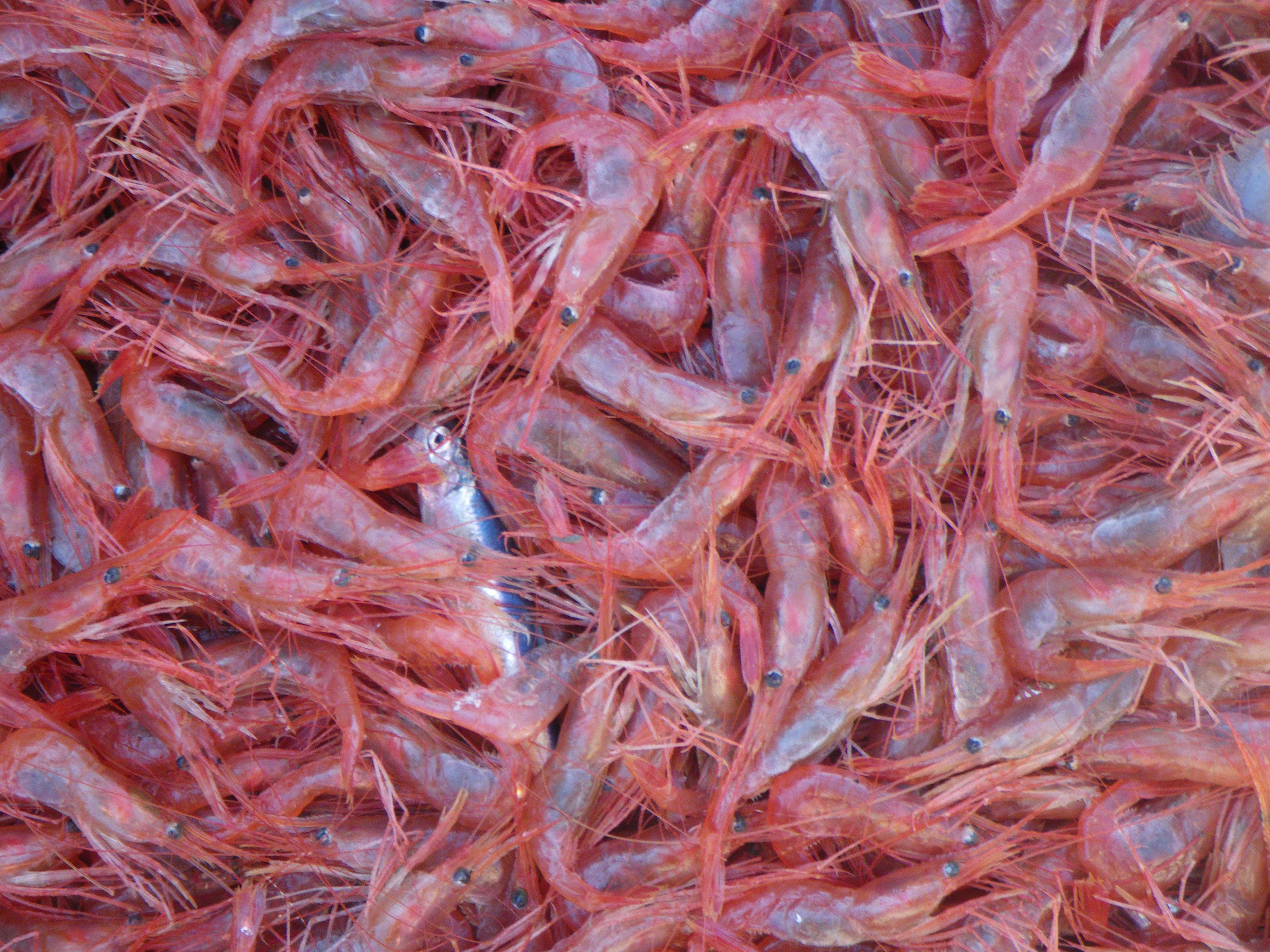 Searching for Shrimp: A New Acoustic Study at GMRI - Gulf of Maine ...