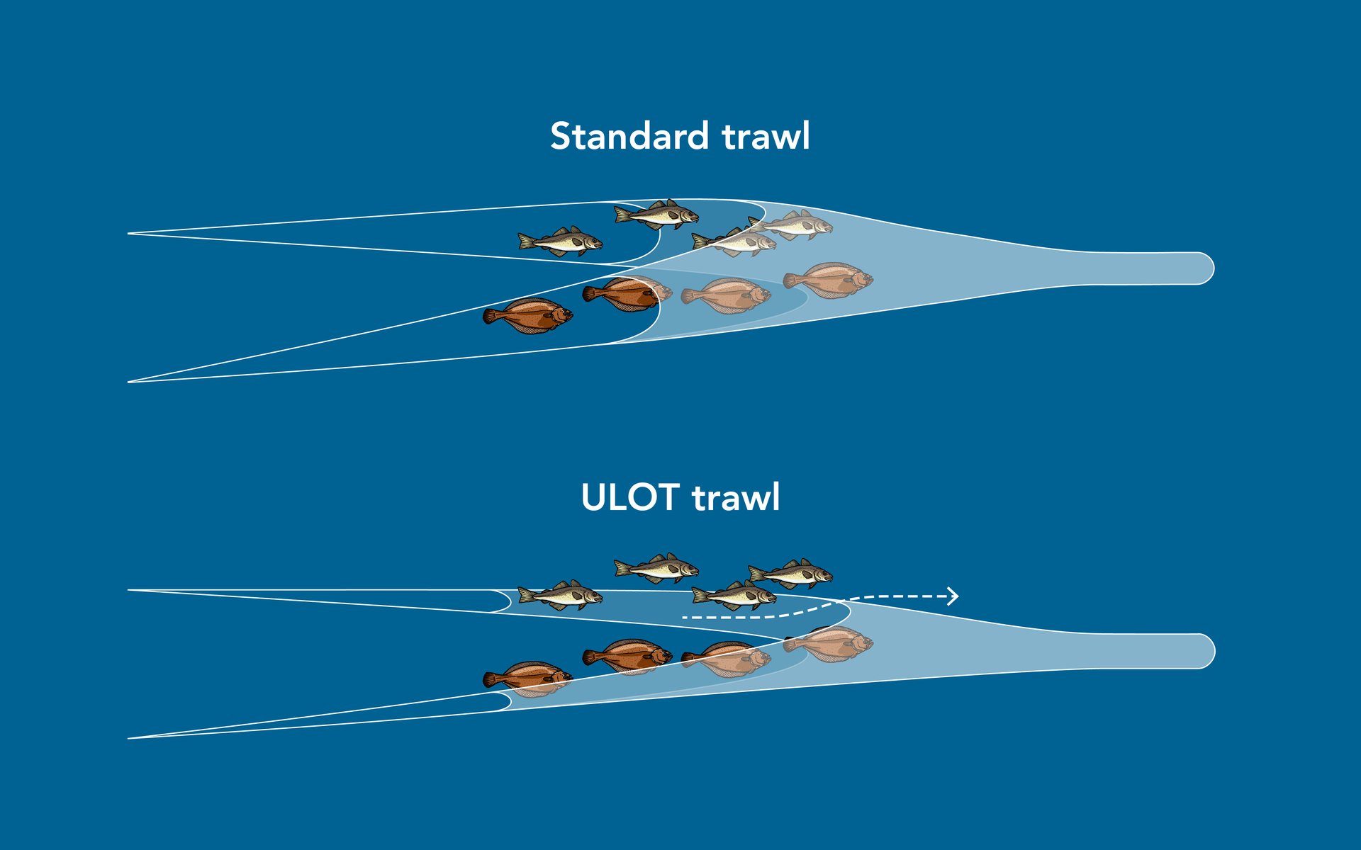 Reducing Cod Bycatch with New Trawl Nets - Gulf of Maine Research Institute