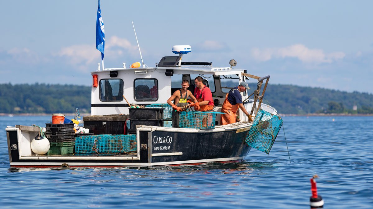 Multi-scale Forecasts and Analyses for the Maine Lobster Fishery - Gulf ...