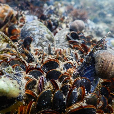 Mussel Bed Mapping - Gulf of Maine Research Institute
