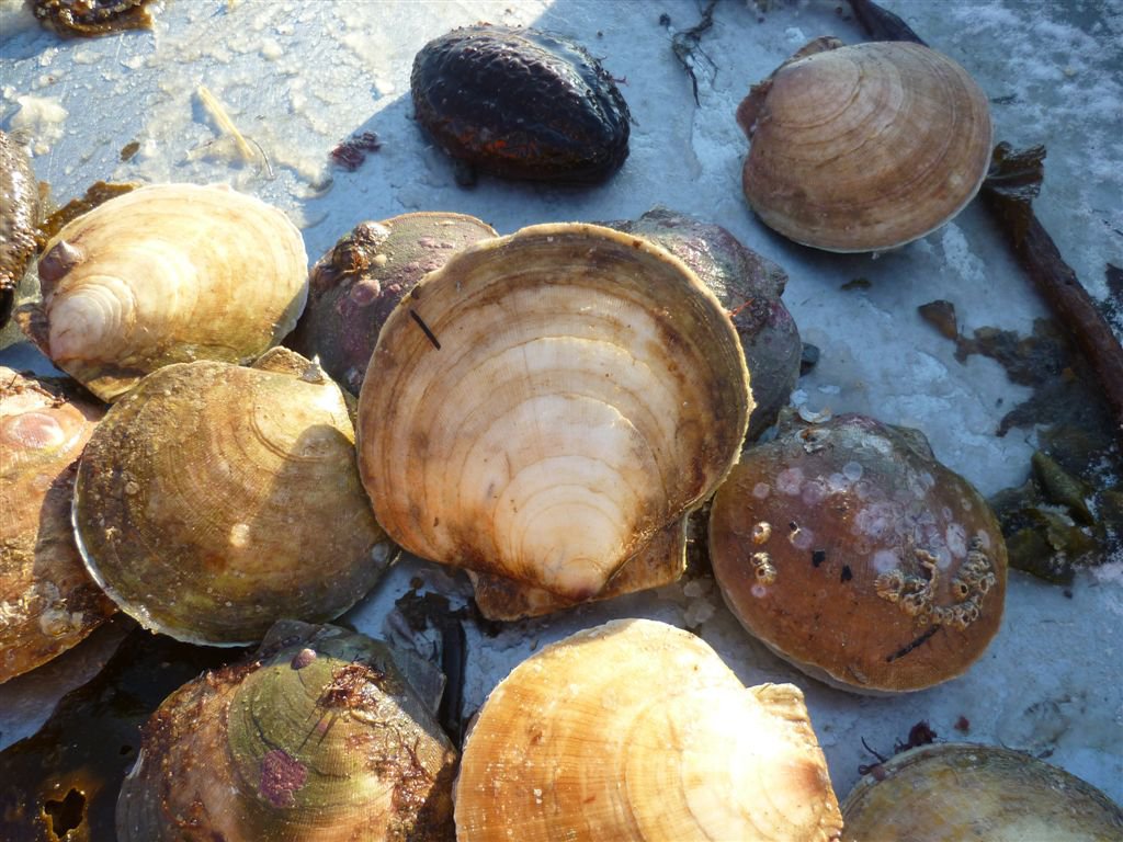 Scallop Aquaculture Initiative - Gulf of Maine Research Institute