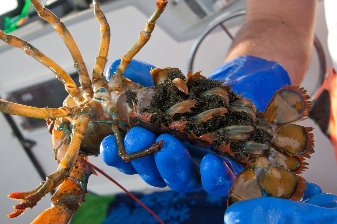Improving Lobster Distribution Models - Gulf of Maine Research Institute