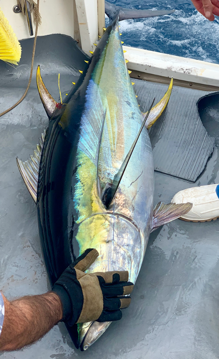 Evaluating Age Structure and Foraging Ecology of Yellowfin and Bigeye ...